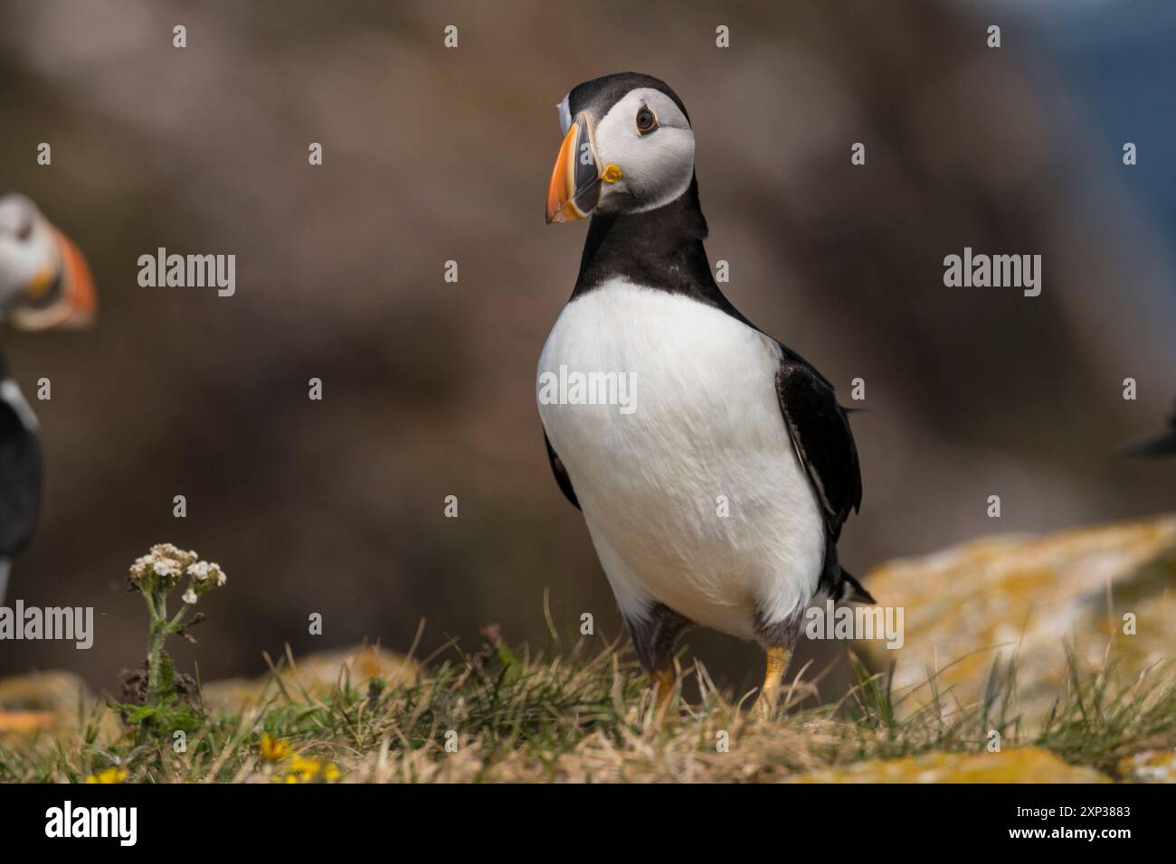 Atlantic Puffin (Fratercula arctica) close-up shots of birds in ...