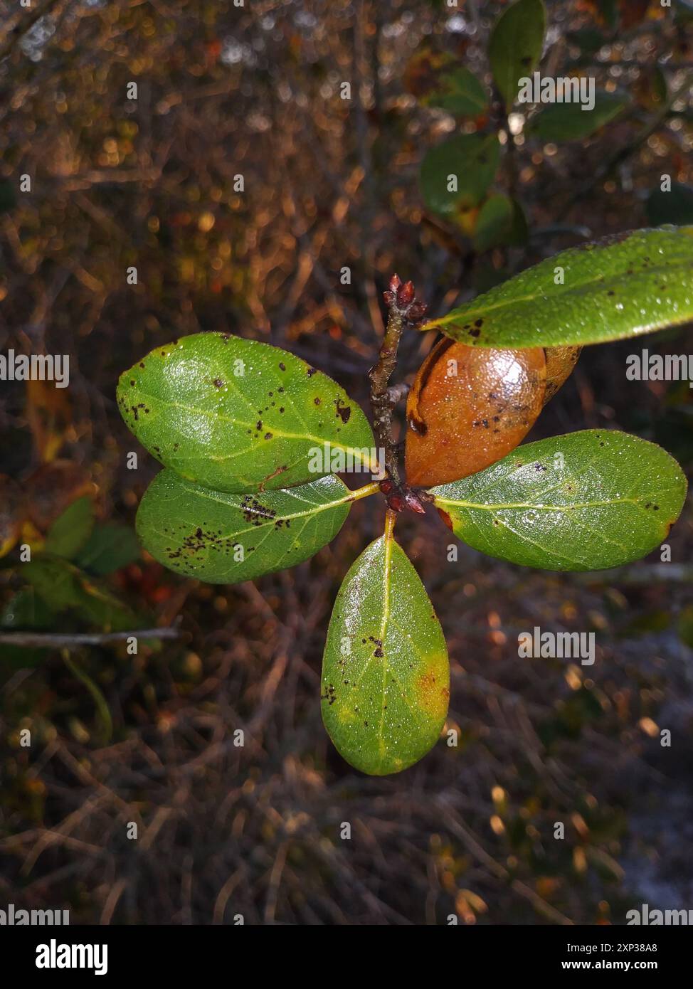 Myrtle Oak (Quercus myrtifolia) Plantae Stock Photo - Alamy