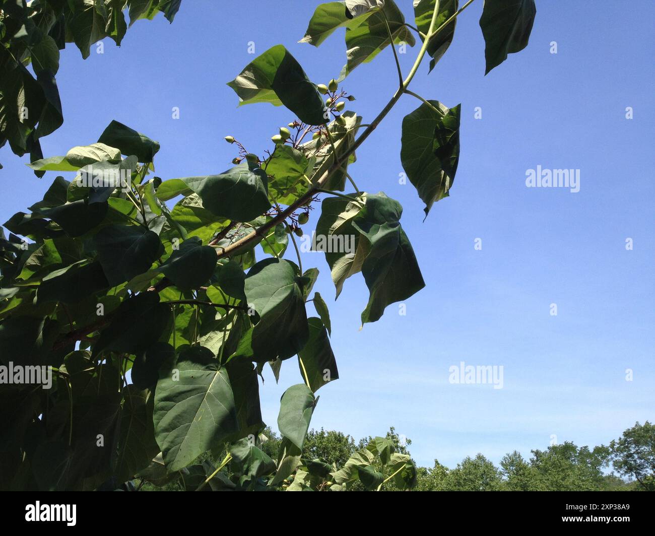 princess tree (Paulownia tomentosa) Plantae Stock Photo - Alamy