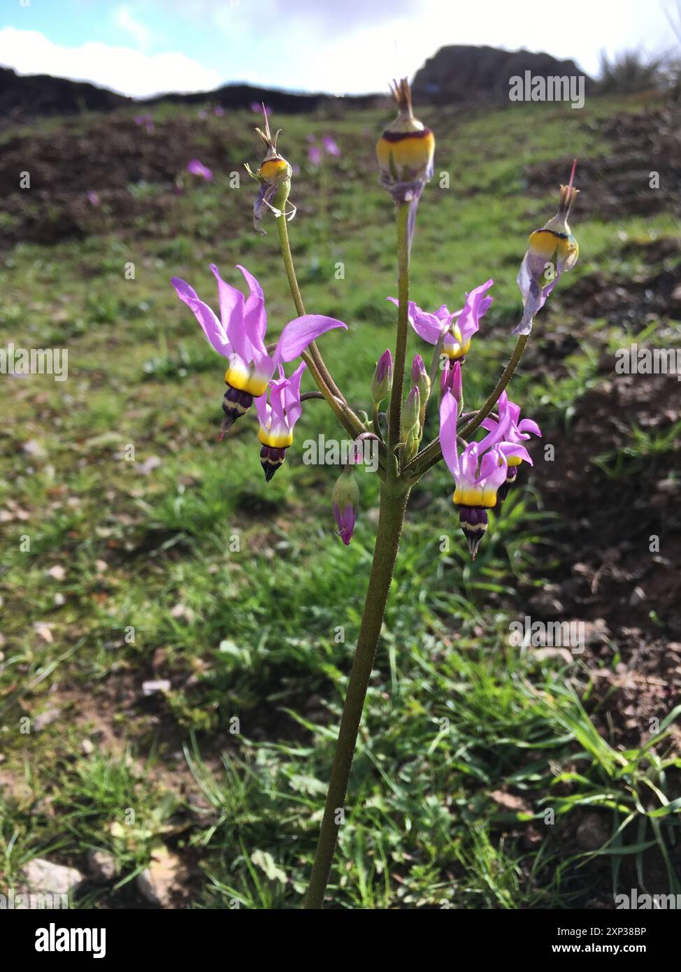 Padre's Shooting Star (Primula clevelandii) Plantae Stock Photo - Alamy