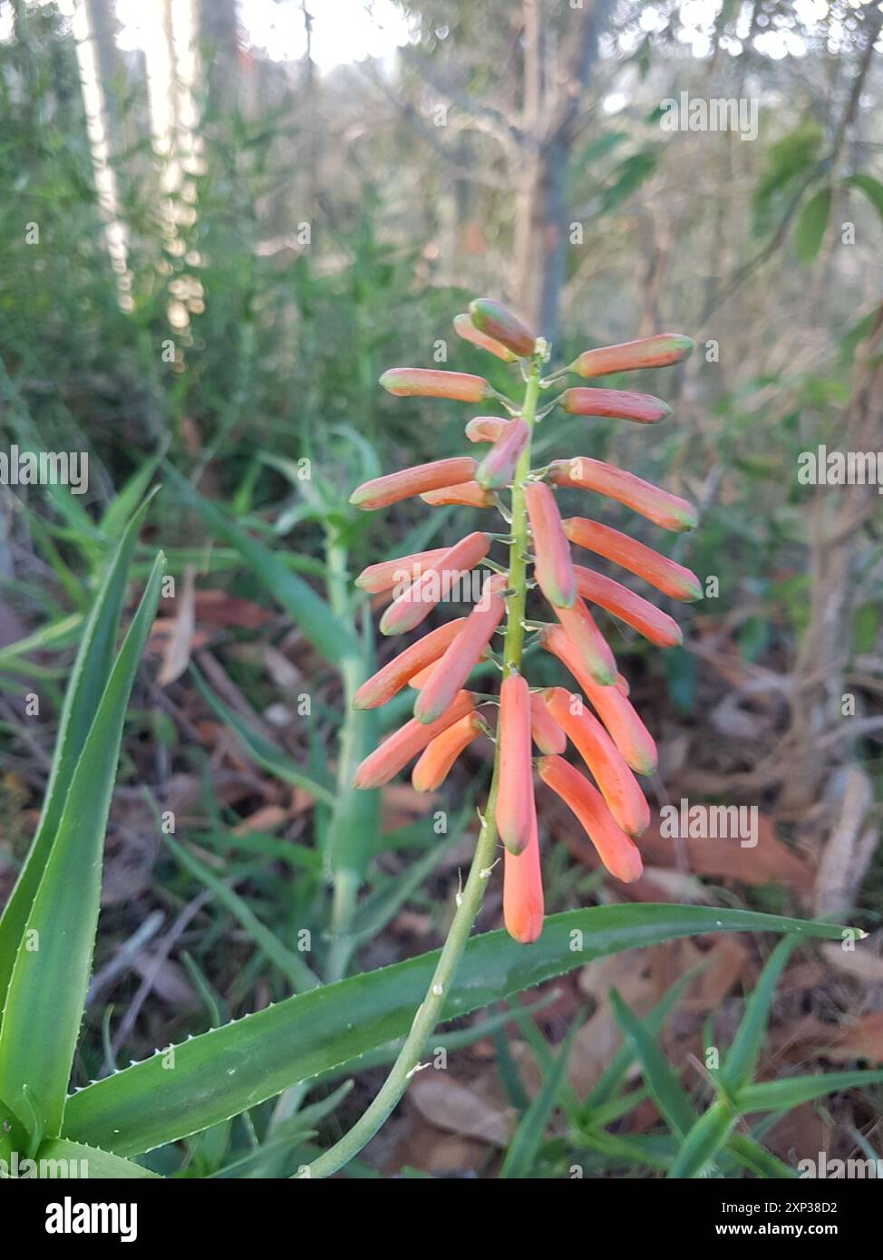 Common Climbing Aloe (Aloiampelos ciliaris) Plantae Stock Photo - Alamy