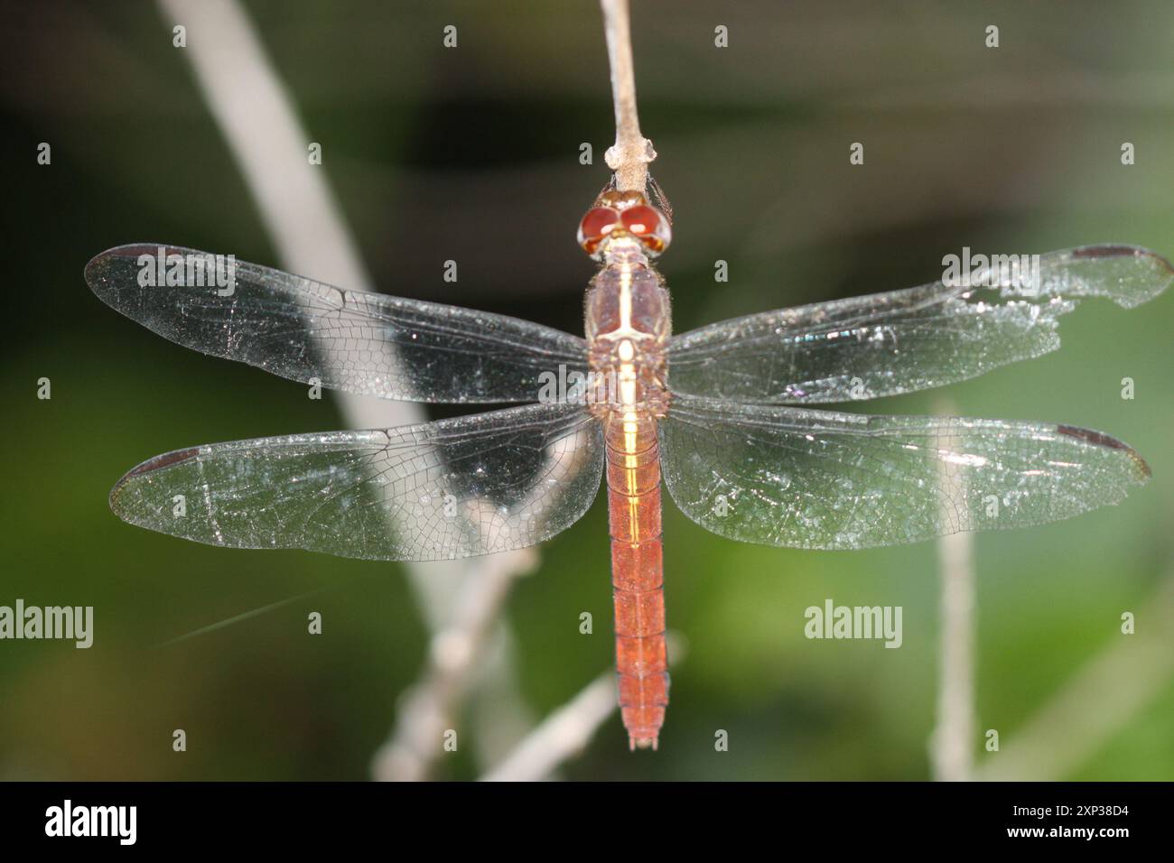 Carmine Skimmer (Orthemis discolor) Insecta Stock Photo - Alamy