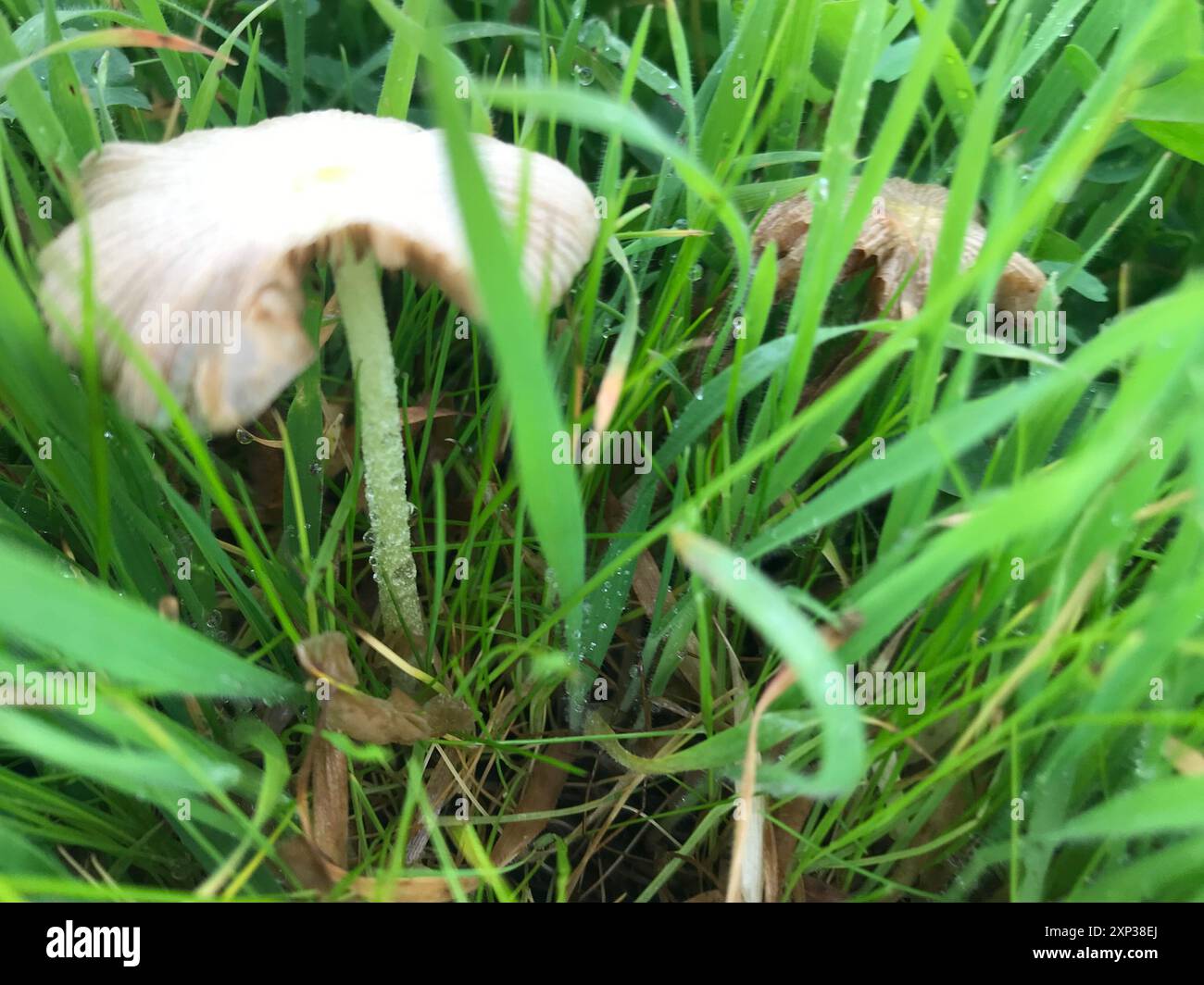 Netted Fieldcap (Bolbitius reticulatus) Fungi Stock Photo - Alamy