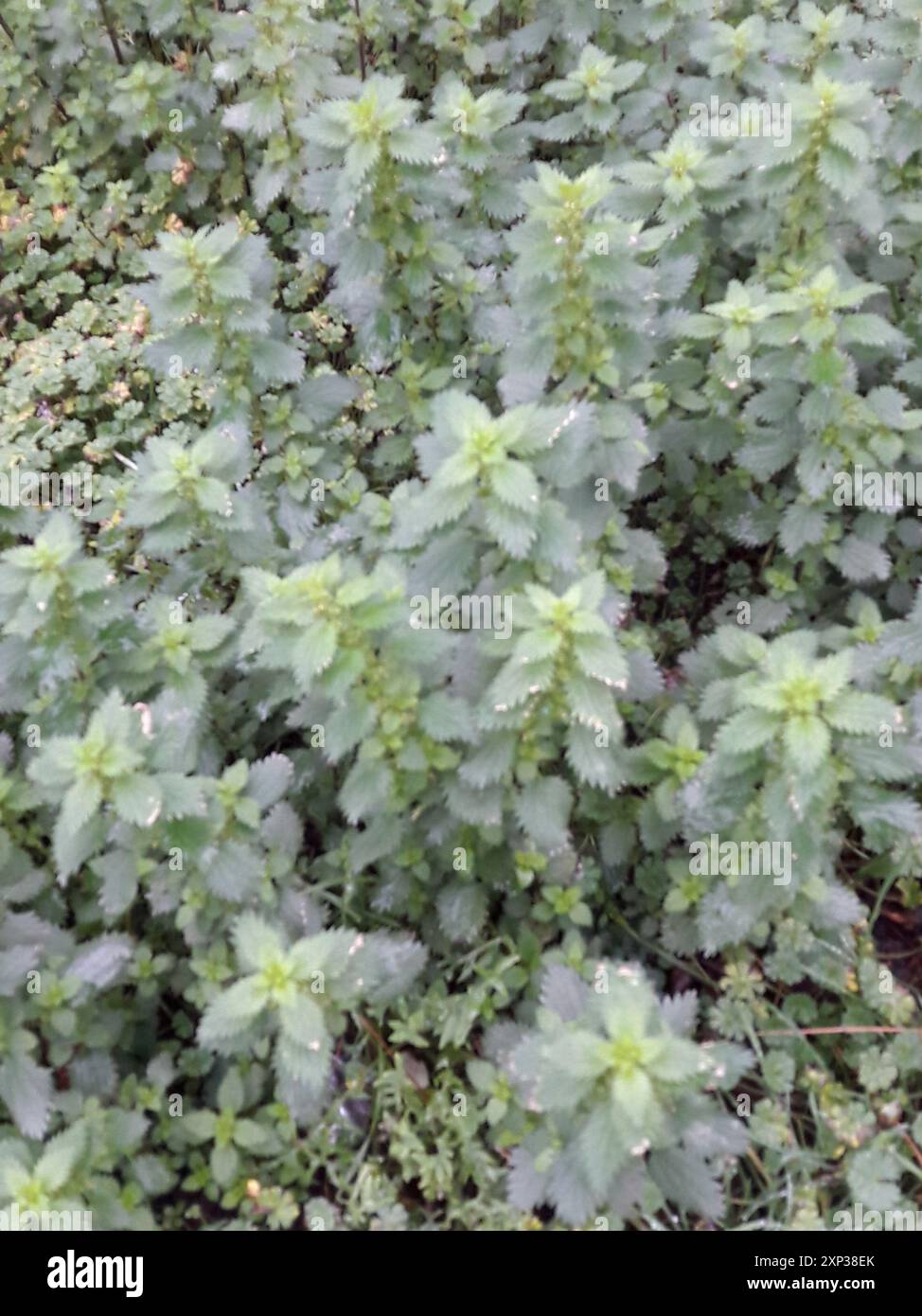 Dwarf Nettle (Urtica urens) Plantae Stock Photo - Alamy