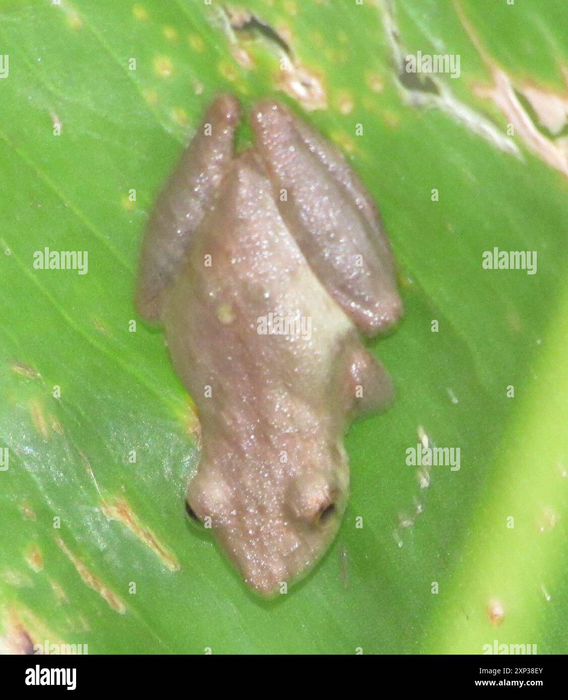 Snouted Tree Frogs (Scinax) Amphibia Stock Photo - Alamy