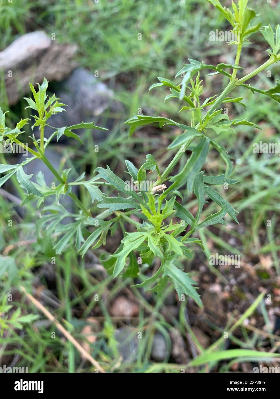 San Felipe Dogweed (Adenophyllum porophylloides) Plantae Stock Photo ...