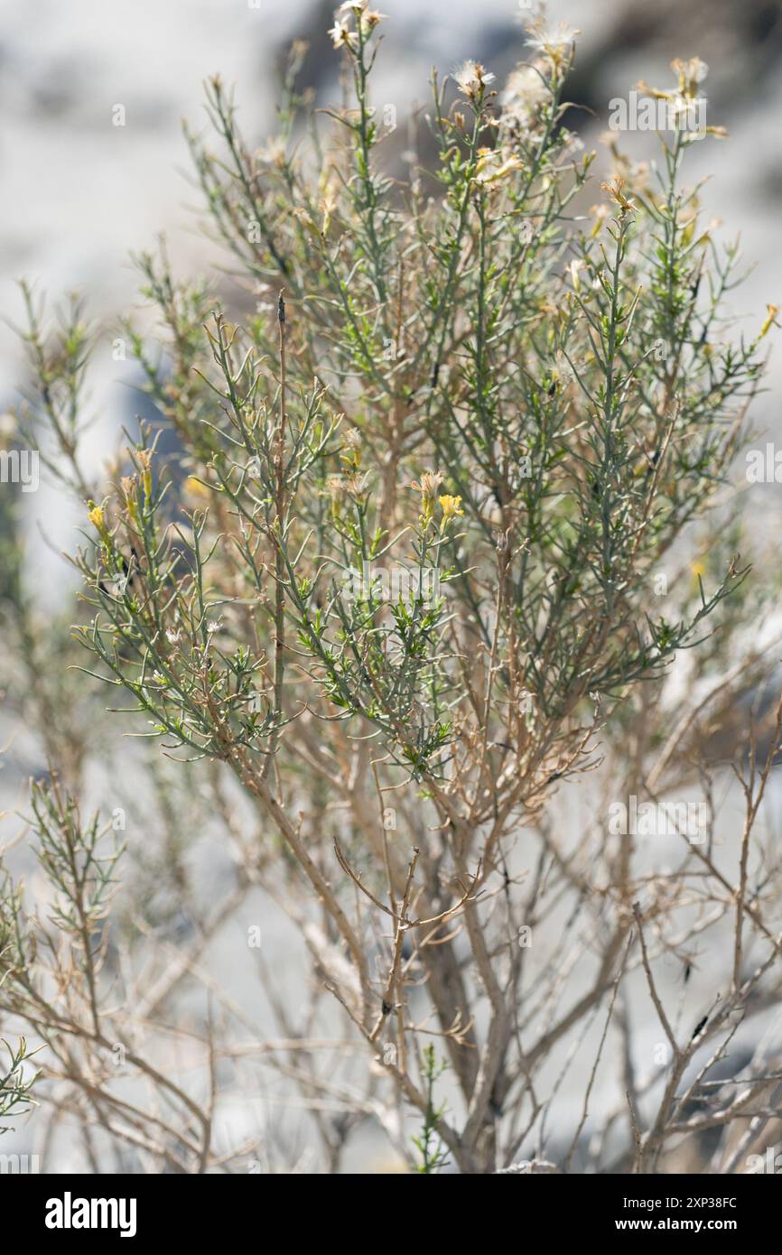 Black-banded Rabbitbrush (Ericameria paniculata) Plantae Stock Photo ...