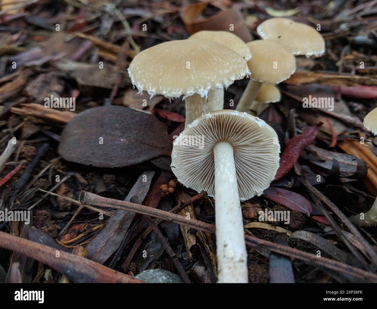 Pale Brittlestem (Candolleomyces candolleanus) Fungi Stock Photo - Alamy