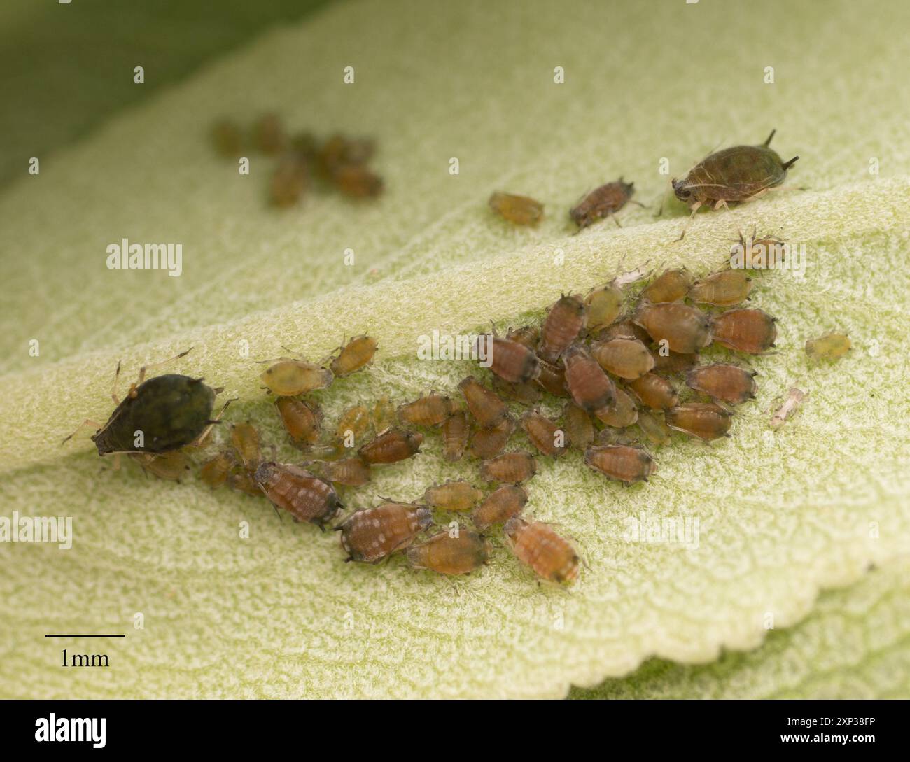 Melon aphid hi-res stock photography and images - Alamy