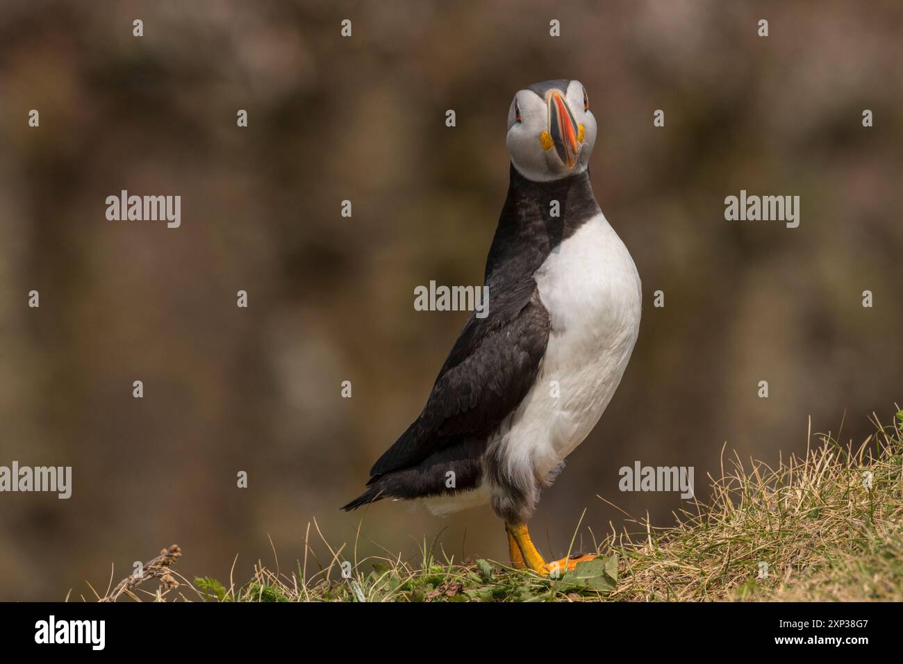 Atlantic Puffin (Fratercula arctica) close-up shots of birds in ...
