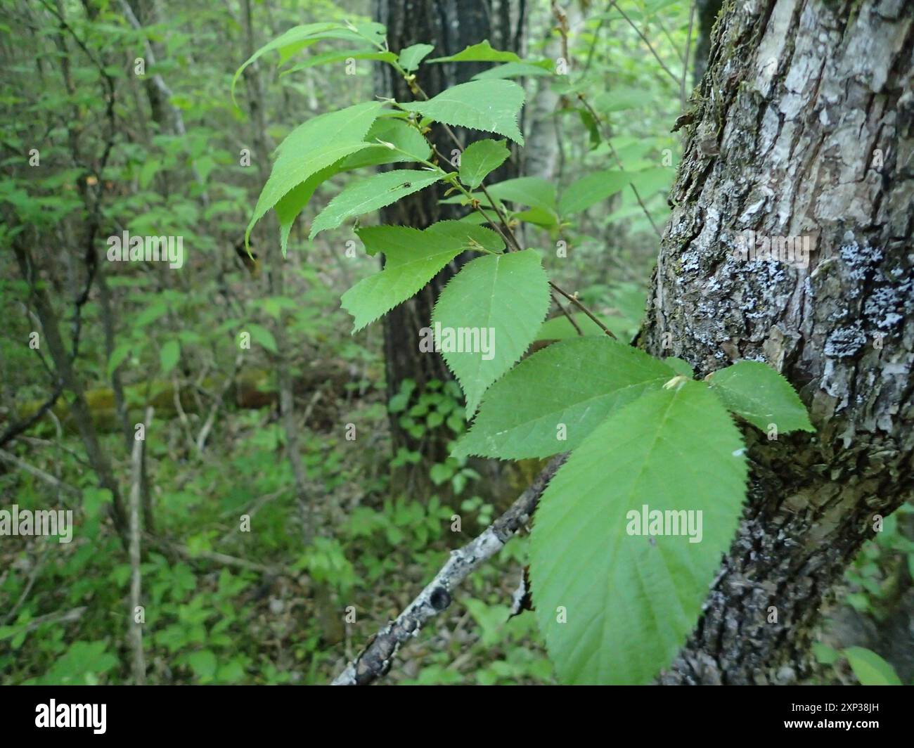 American hophornbeam (Ostrya virginiana) Plantae Stock Photo - Alamy