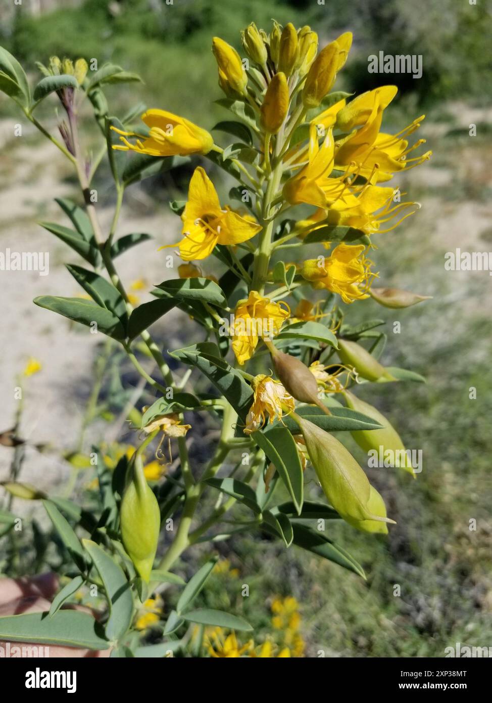 Bladderpod (Cleomella arborea) Plantae Stock Photo - Alamy