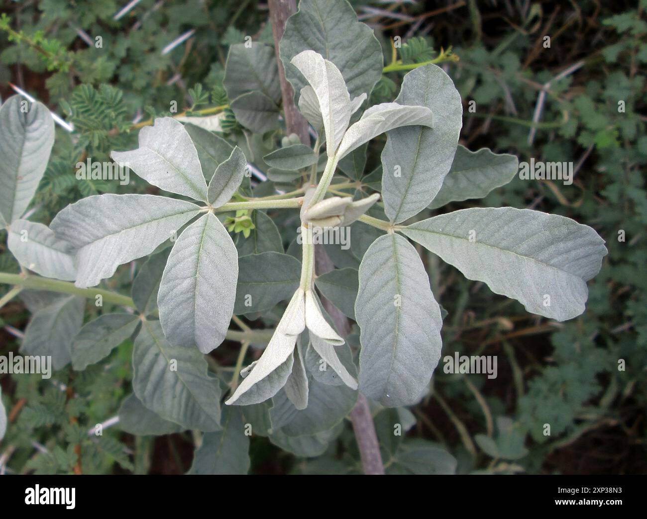 Fingerleaf hi-res stock photography and images - Alamy
