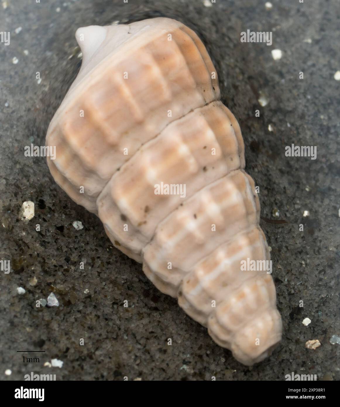 California Horn Snail (Cerithideopsis californica) Mollusca Stock Photo ...
