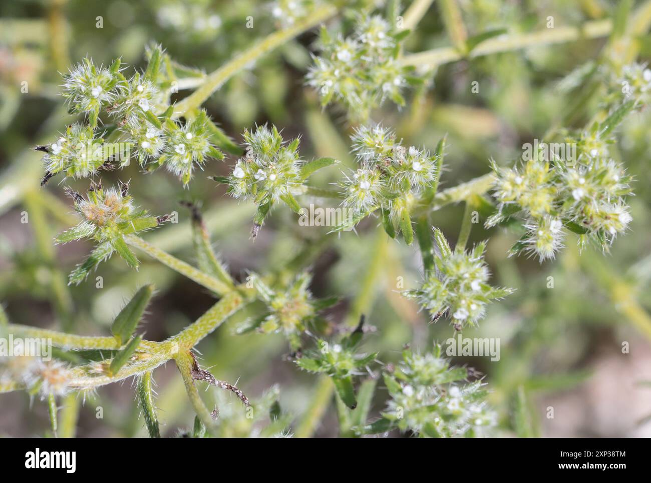 Guadalupe cryptantha (Cryptantha maritima) Plantae Stock Photo - Alamy