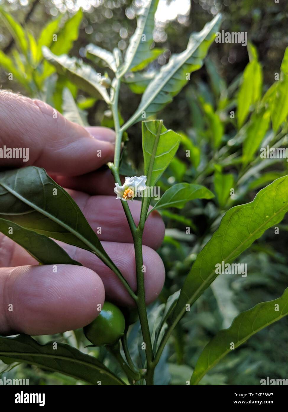 Jerusalem cherry (Solanum pseudocapsicum) Plantae Stock Photo - Alamy