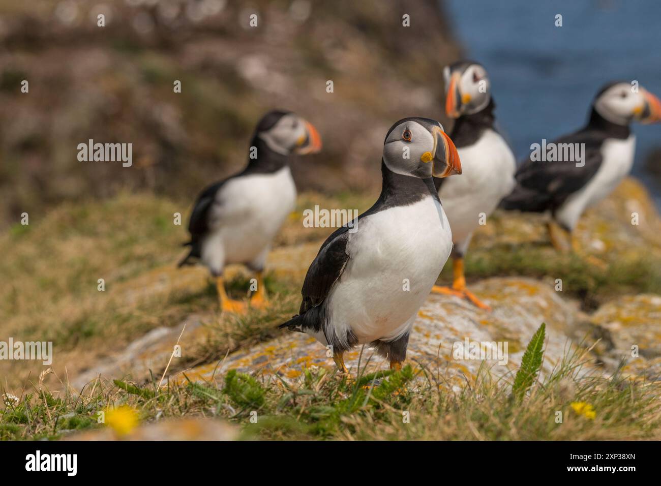 Atlantic Puffin (Fratercula arctica) close-up shots of birds in ...
