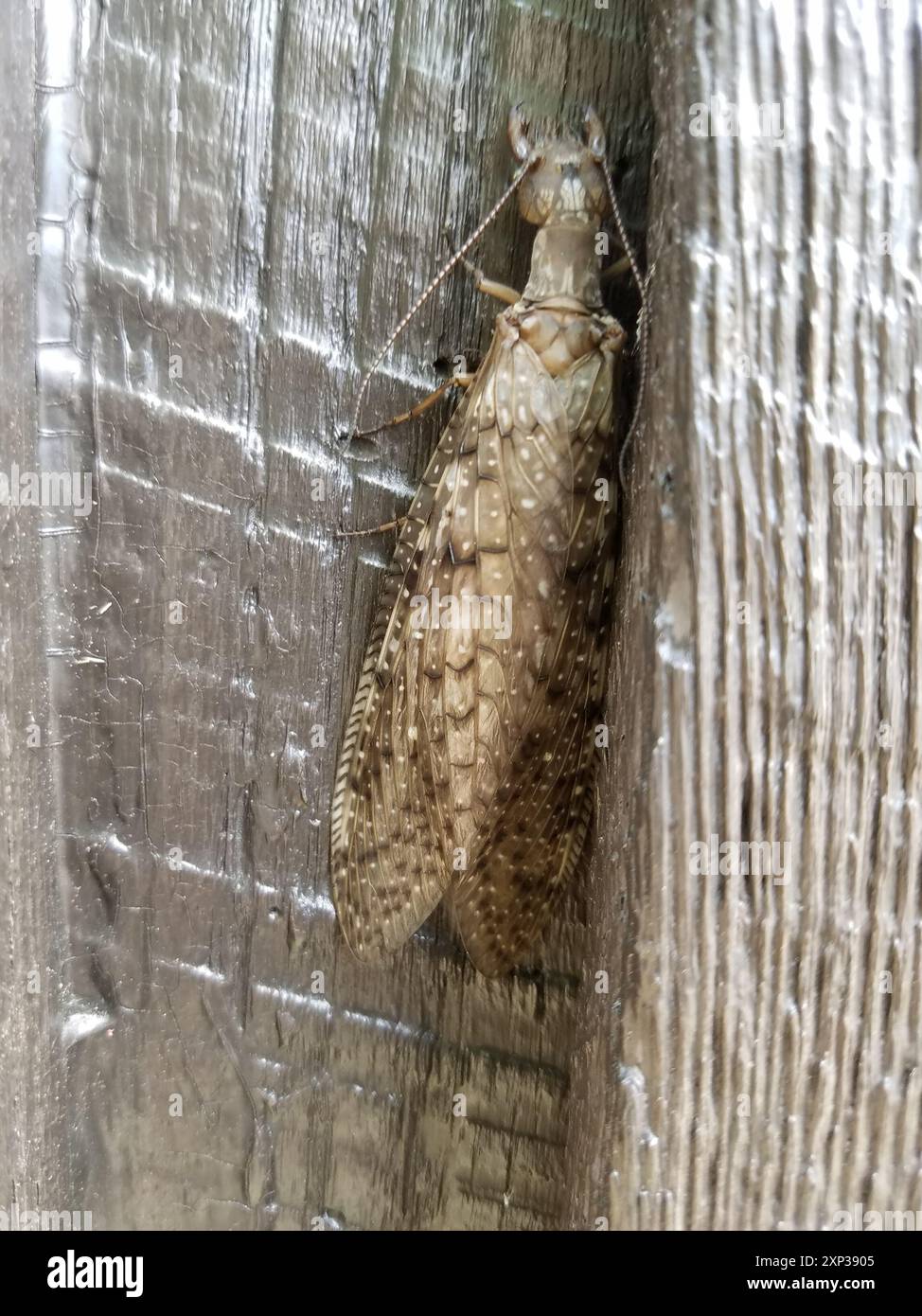 Eastern Dobsonfly (Corydalus cornutus) Insecta Stock Photo - Alamy