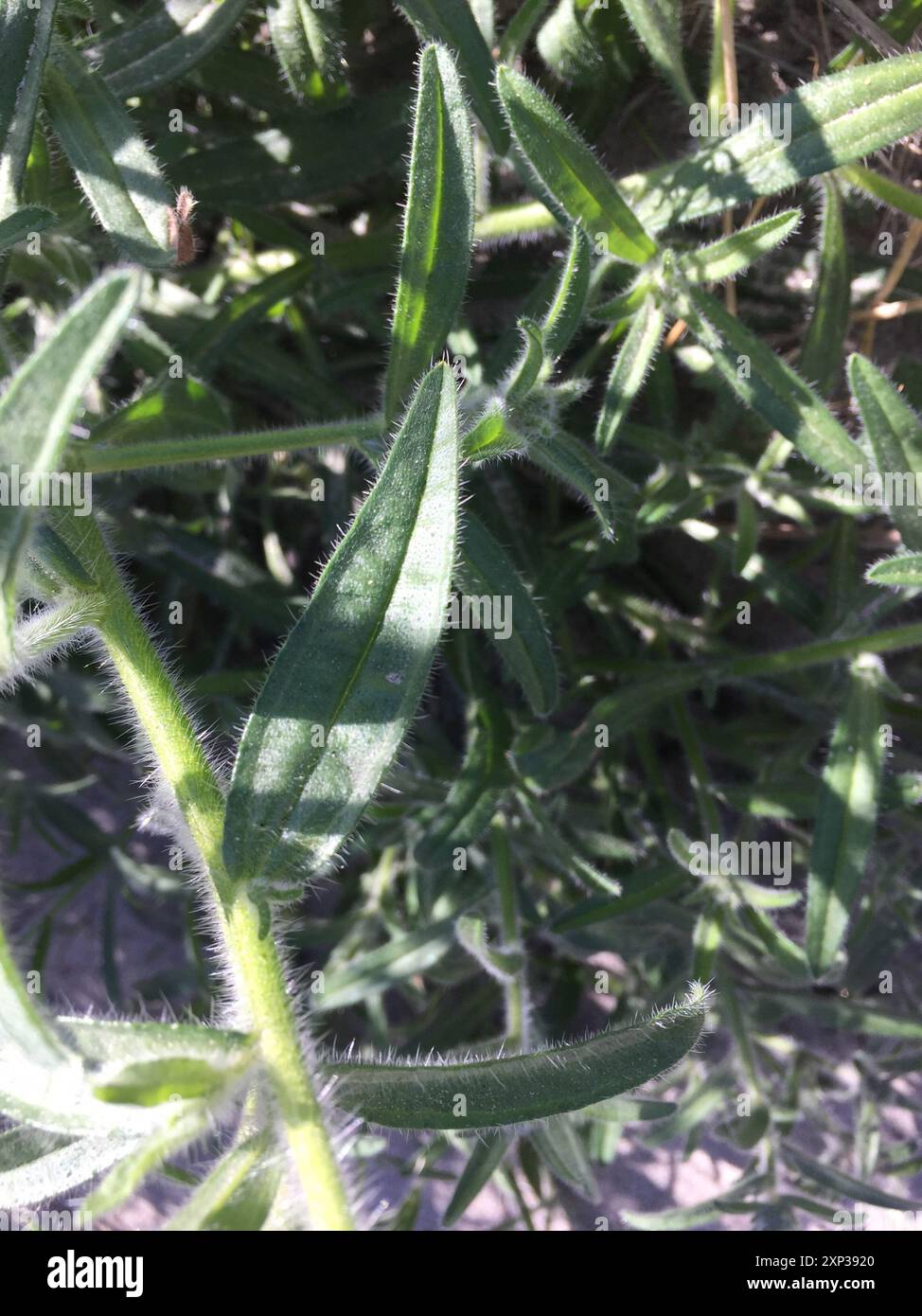 bearded cryptantha (Cryptantha barbigera barbigera) Plantae Stock Photo ...