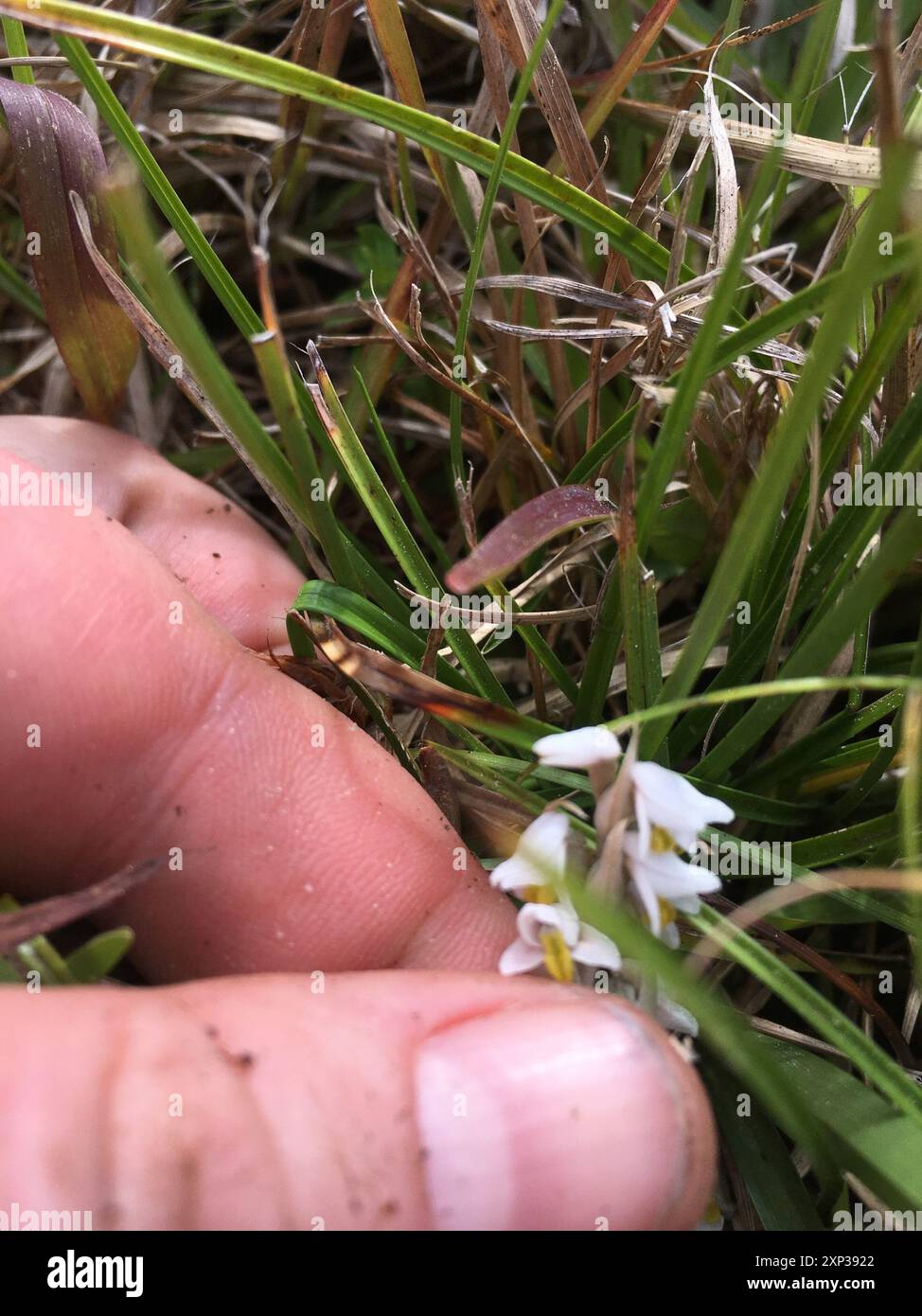 centipede grass orchid (Zeuxine strateumatica) Plantae Stock Photo - Alamy