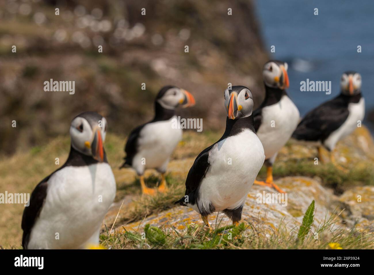 Atlantic Puffin (Fratercula arctica) close-up shots of birds in ...