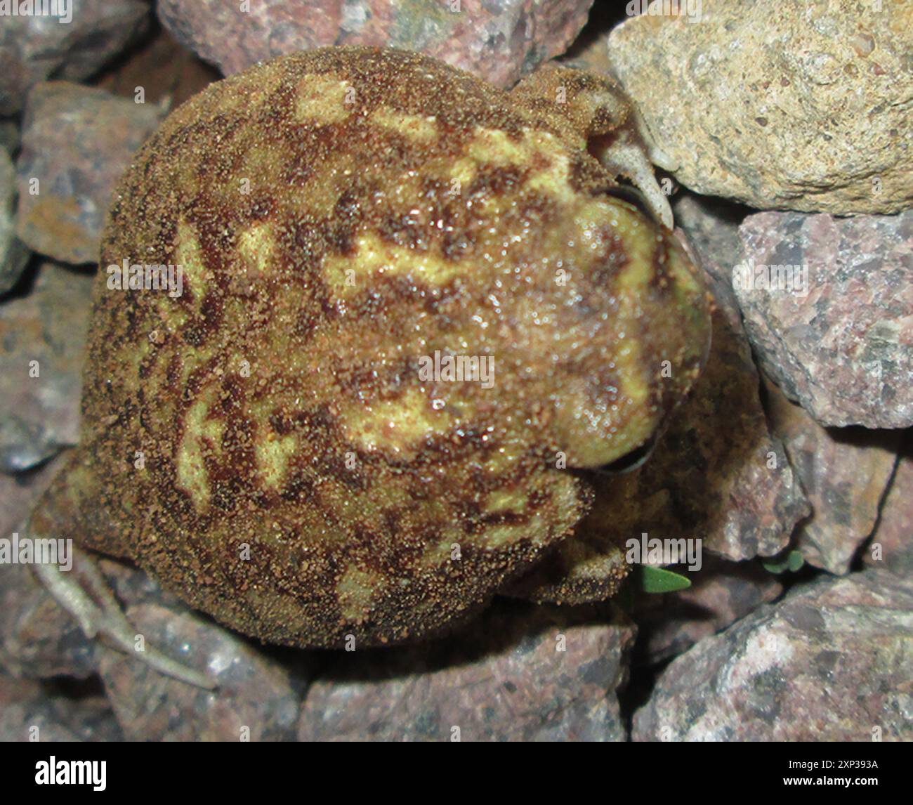 Common Rain Frog (Breviceps adspersus) Amphibia Stock Photo - Alamy