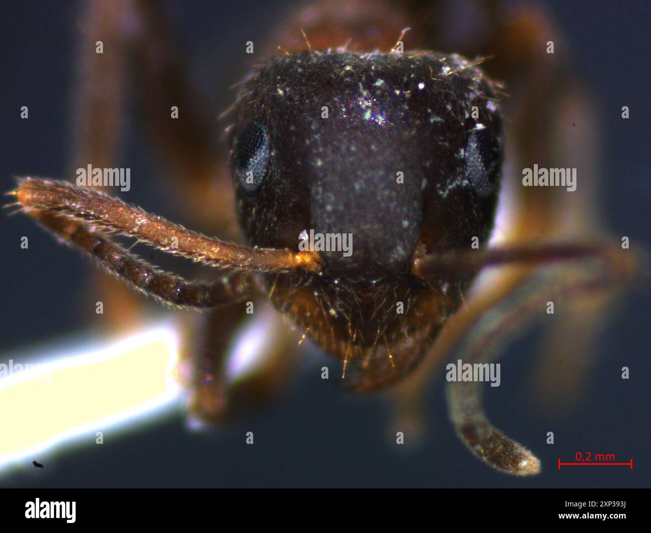 Lasius emarginatus hi-res stock photography and images - Alamy
