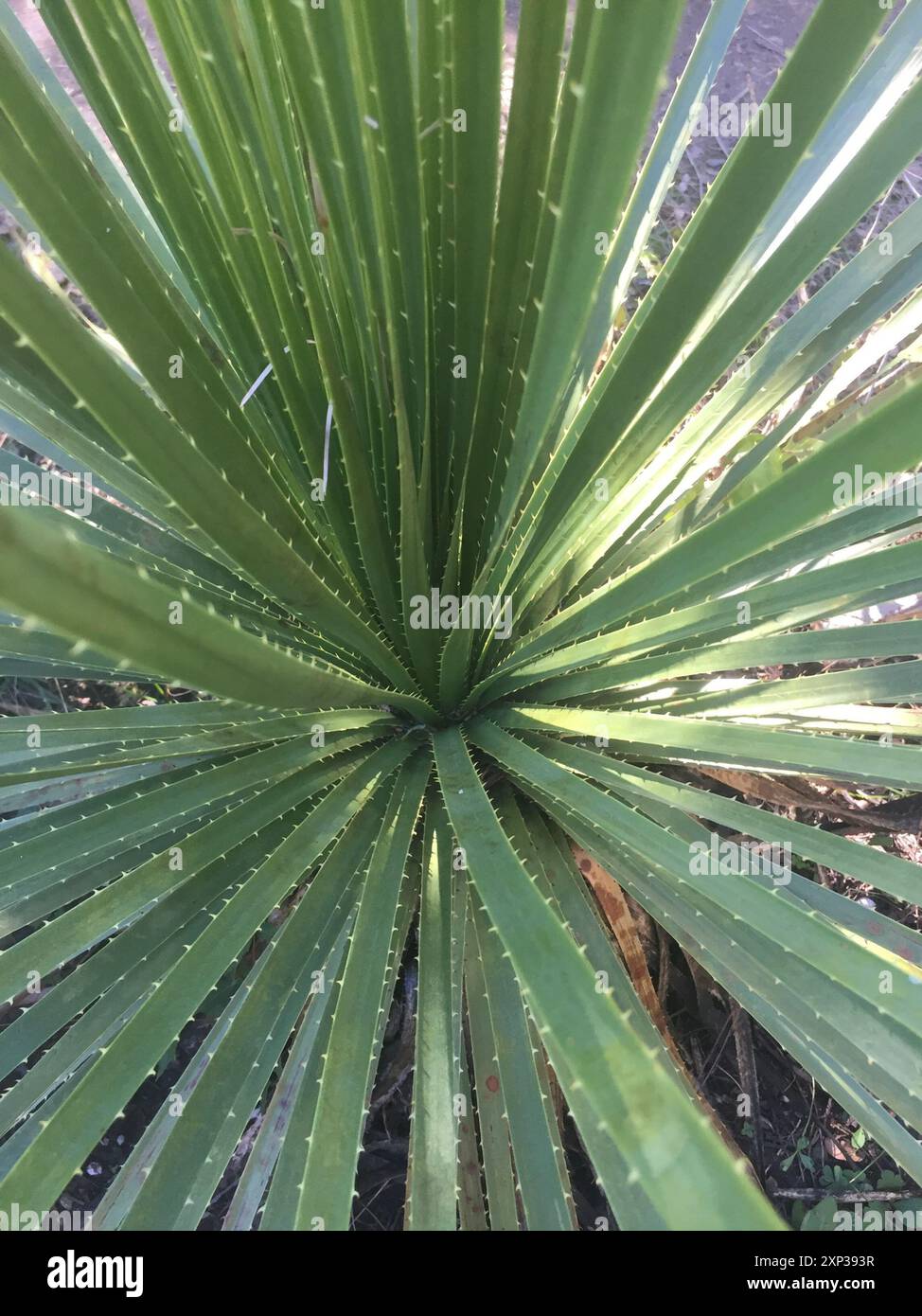Texas sotol (Dasylirion texanum) Plantae Stock Photo - Alamy