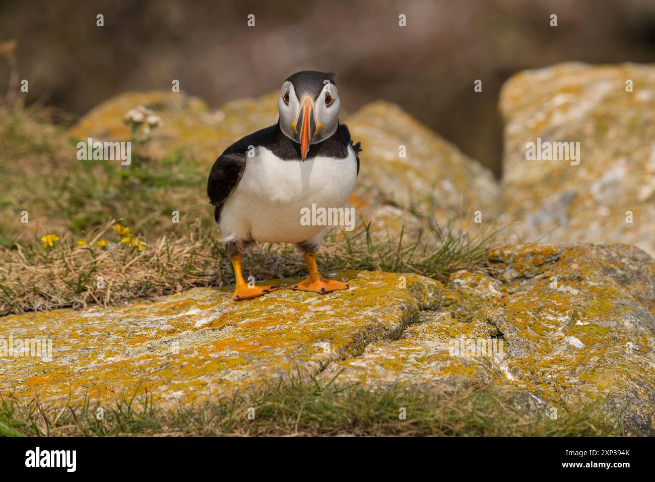 Atlantic Puffin (Fratercula arctica) close-up shots of birds in ...