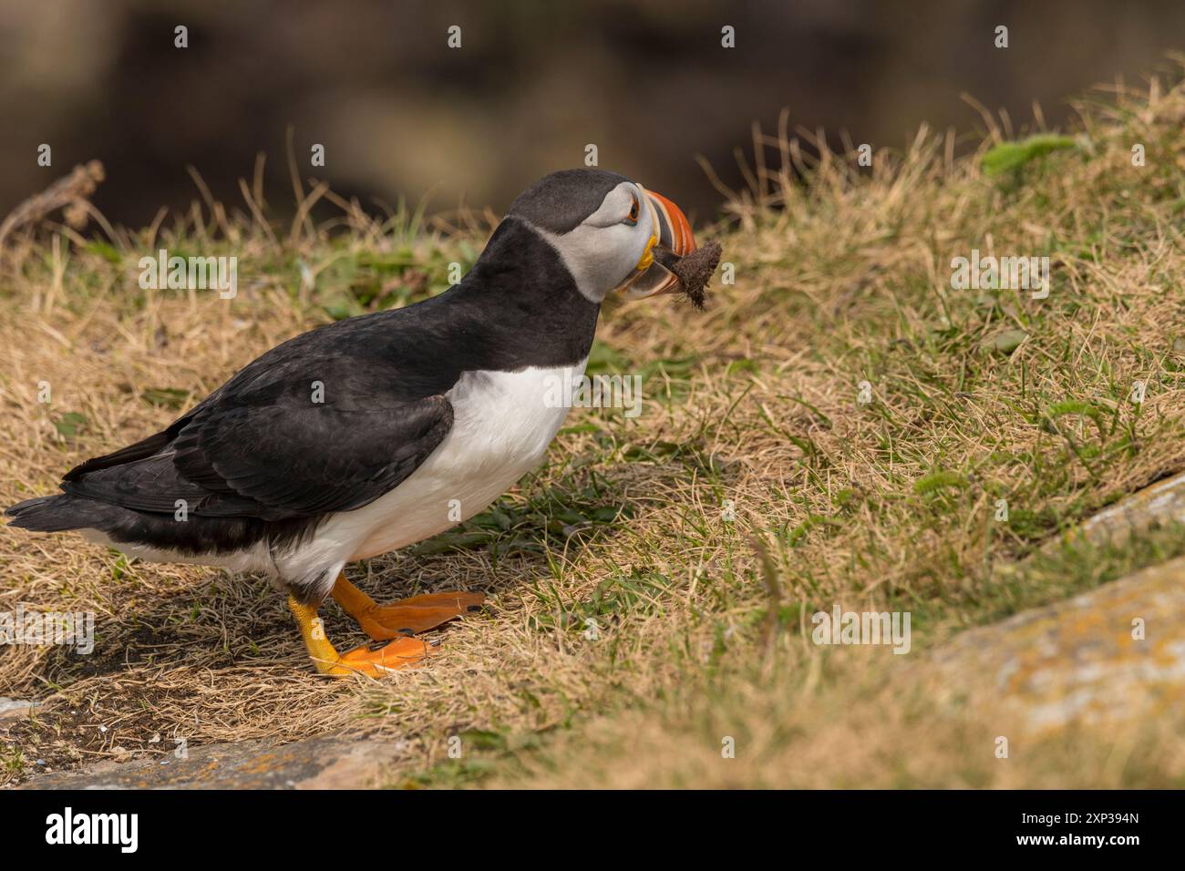 Atlantic Puffin (Fratercula arctica) close-up shots of birds in ...