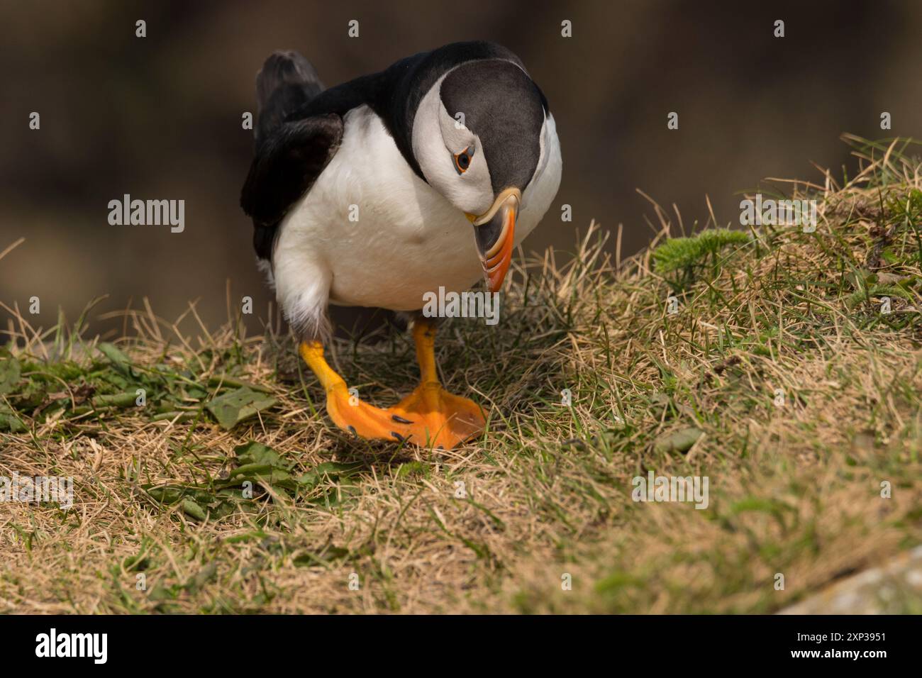 Atlantic Puffin (Fratercula arctica) close-up shots of birds in ...