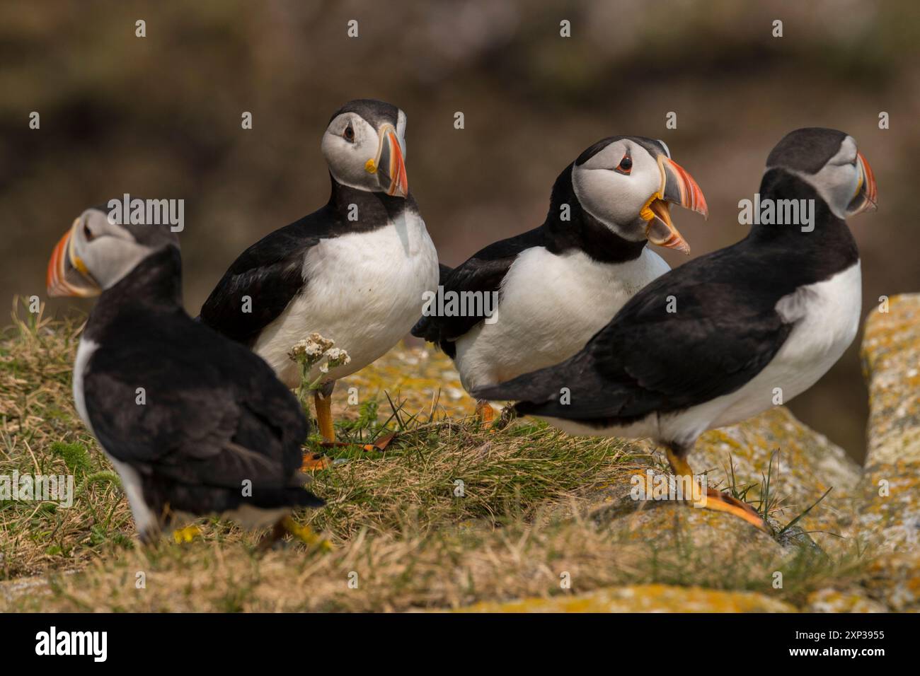 Atlantic Puffin (Fratercula arctica) close-up shots of birds in ...