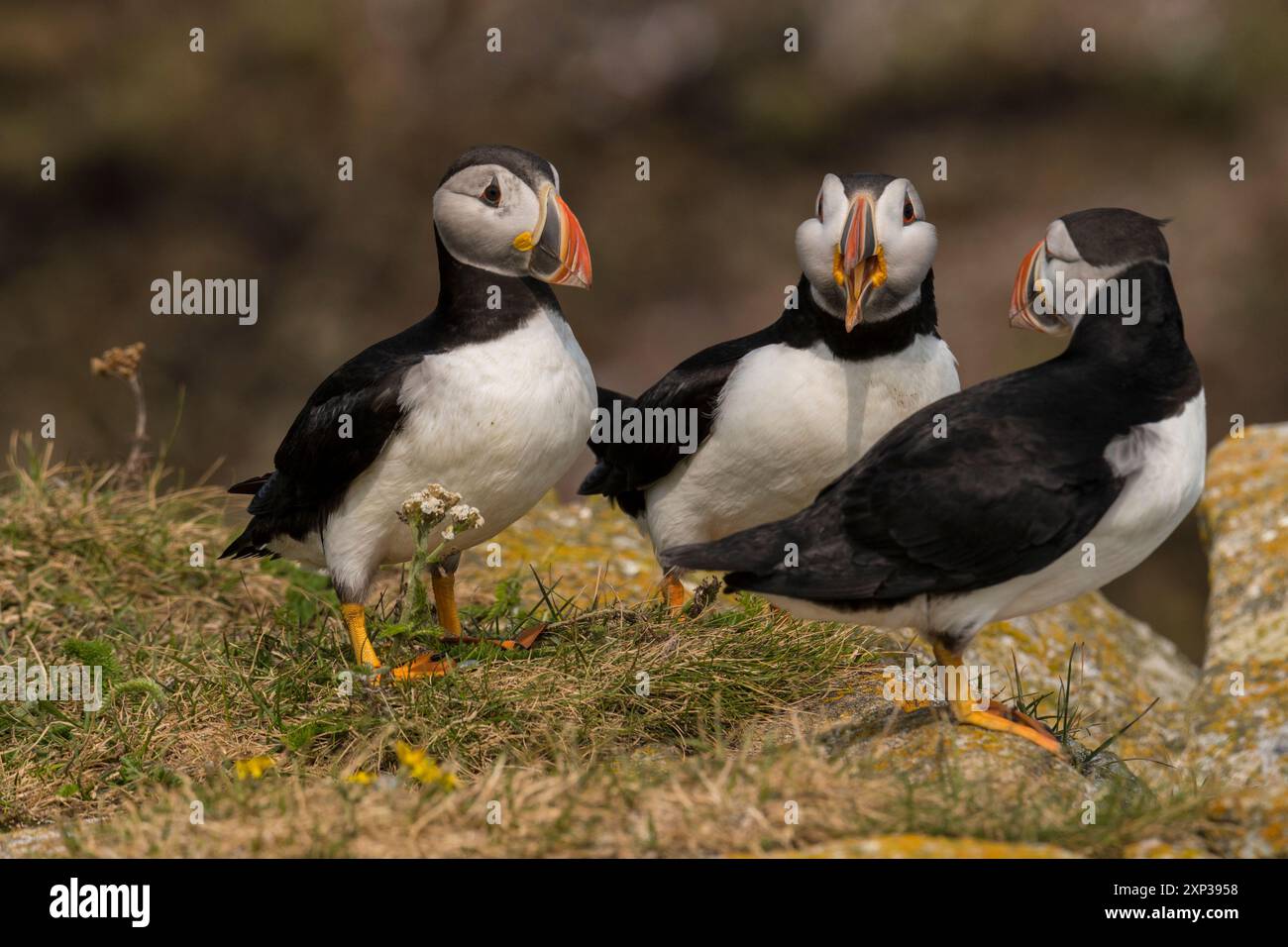 Atlantic Puffin (Fratercula arctica) close-up shots of birds in ...