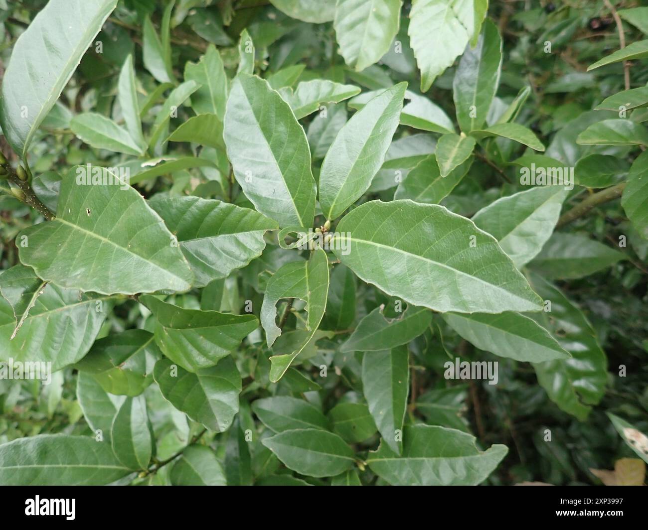 ring-cupped oak (Quercus glauca) Plantae Stock Photo - Alamy
