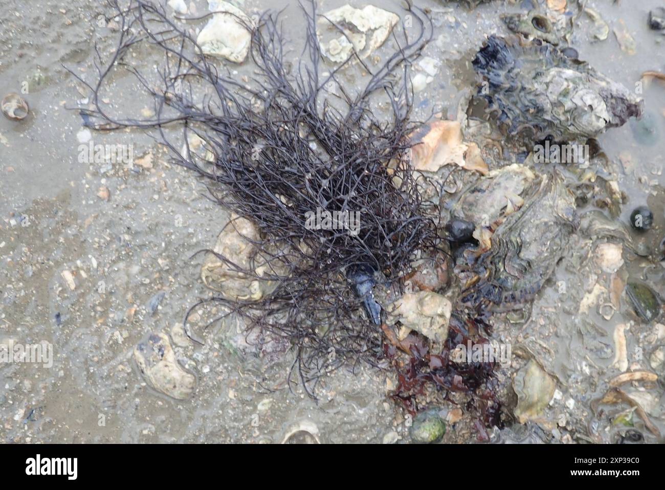 red algae (Rhodophyta) Plantae Stock Photo - Alamy