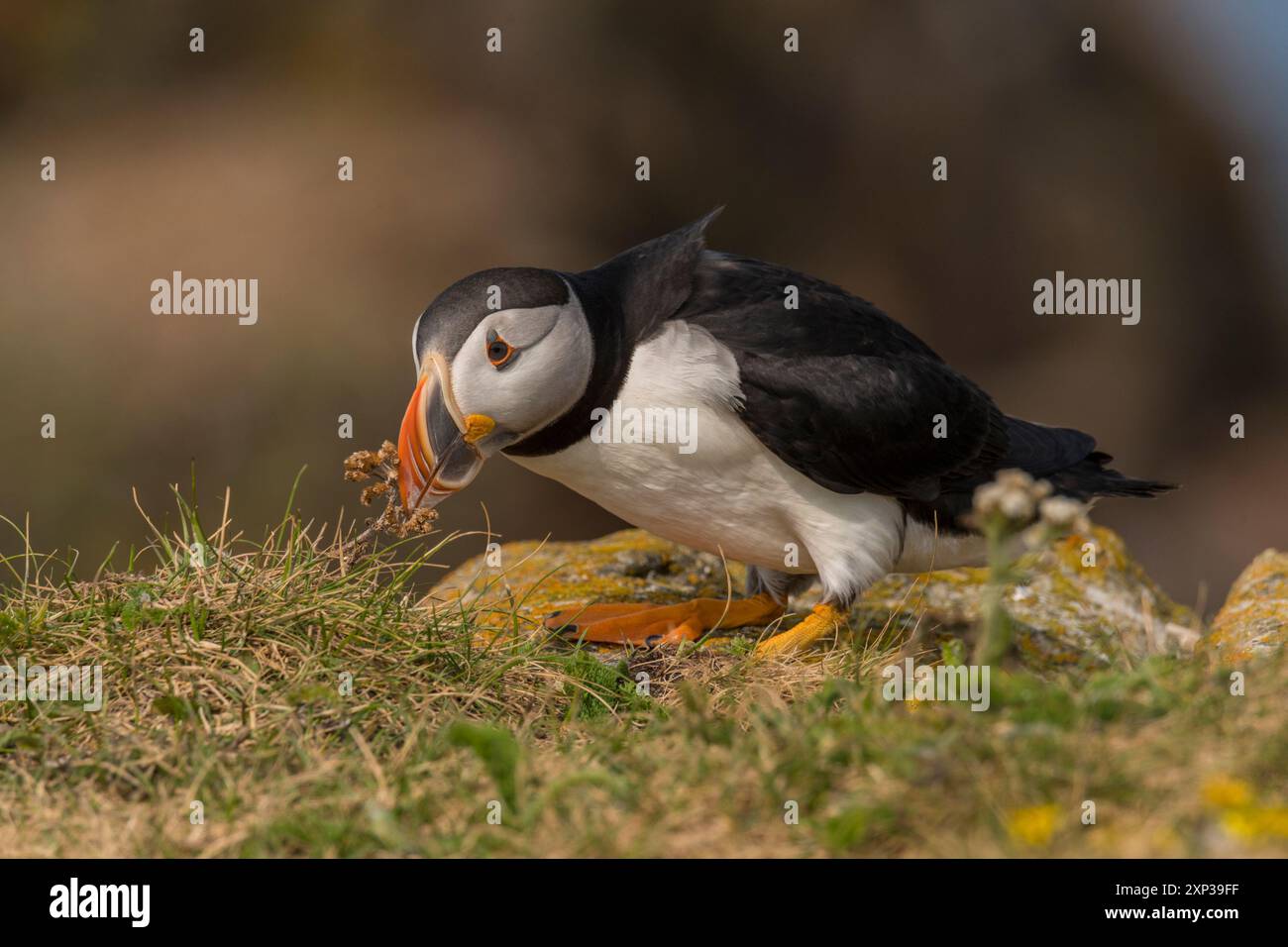 Atlantic Puffin (Fratercula arctica) close-up shots of birds in ...