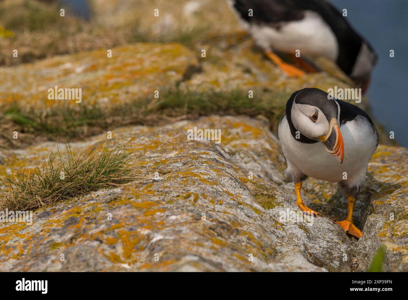 Atlantic Puffin (Fratercula arctica) close-up shots of birds in ...