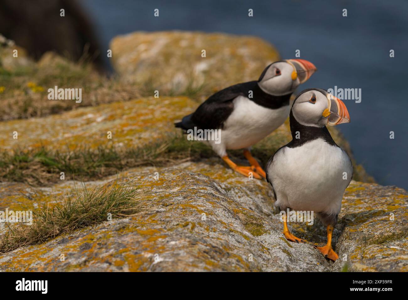 Atlantic Puffin (Fratercula arctica) close-up shots of birds in ...