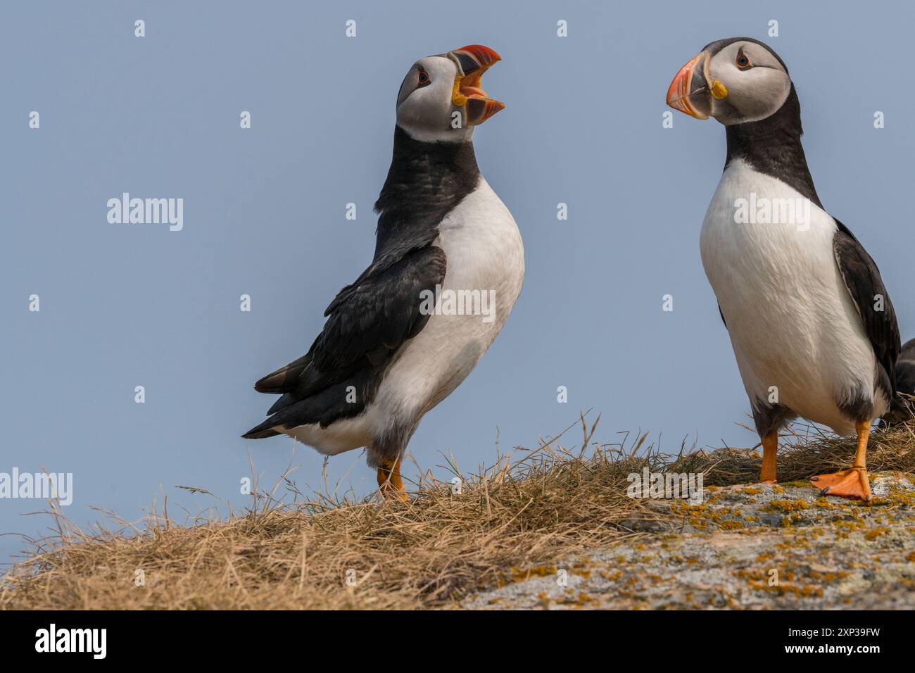 Atlantic Puffin (Fratercula arctica) close-up shots of birds in ...