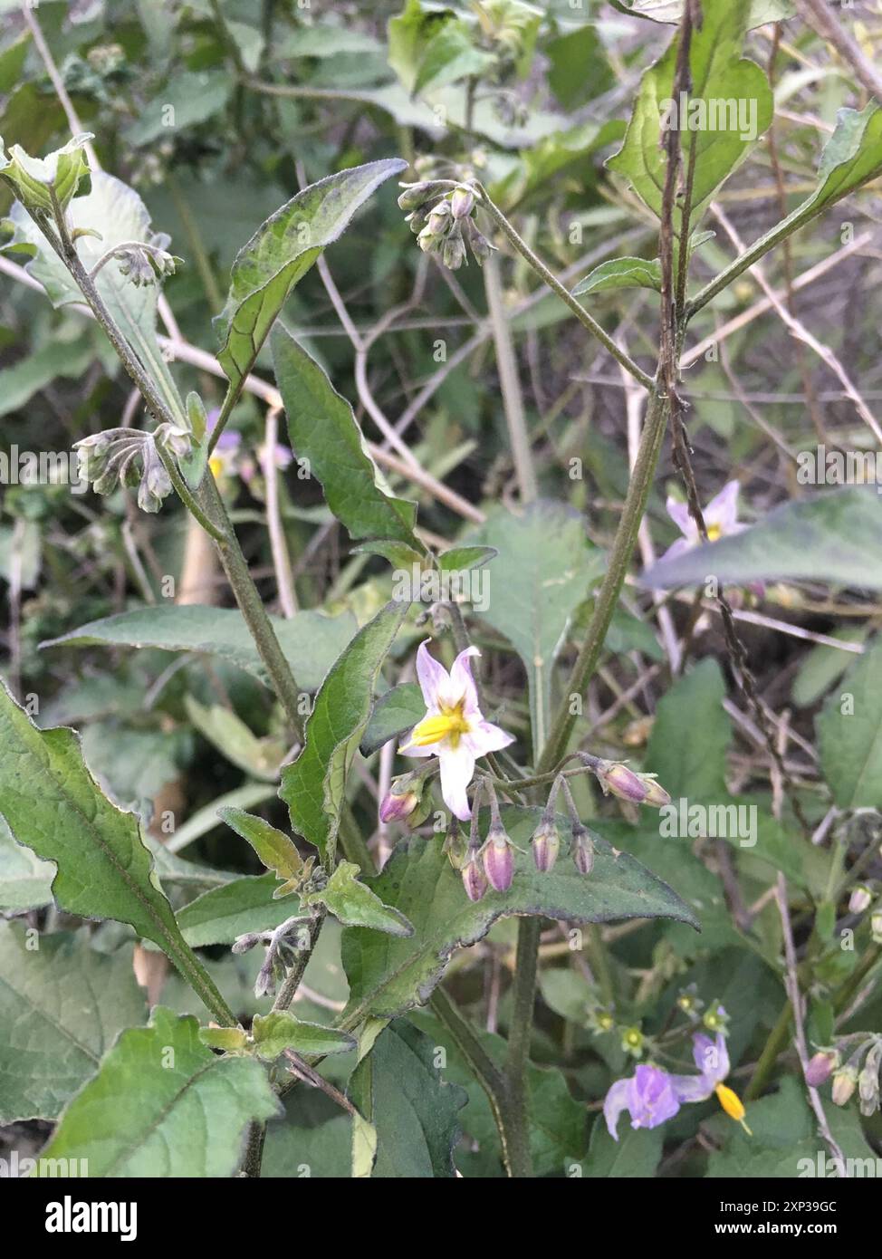 nightshades (Solanum) Plantae Stock Photo - Alamy