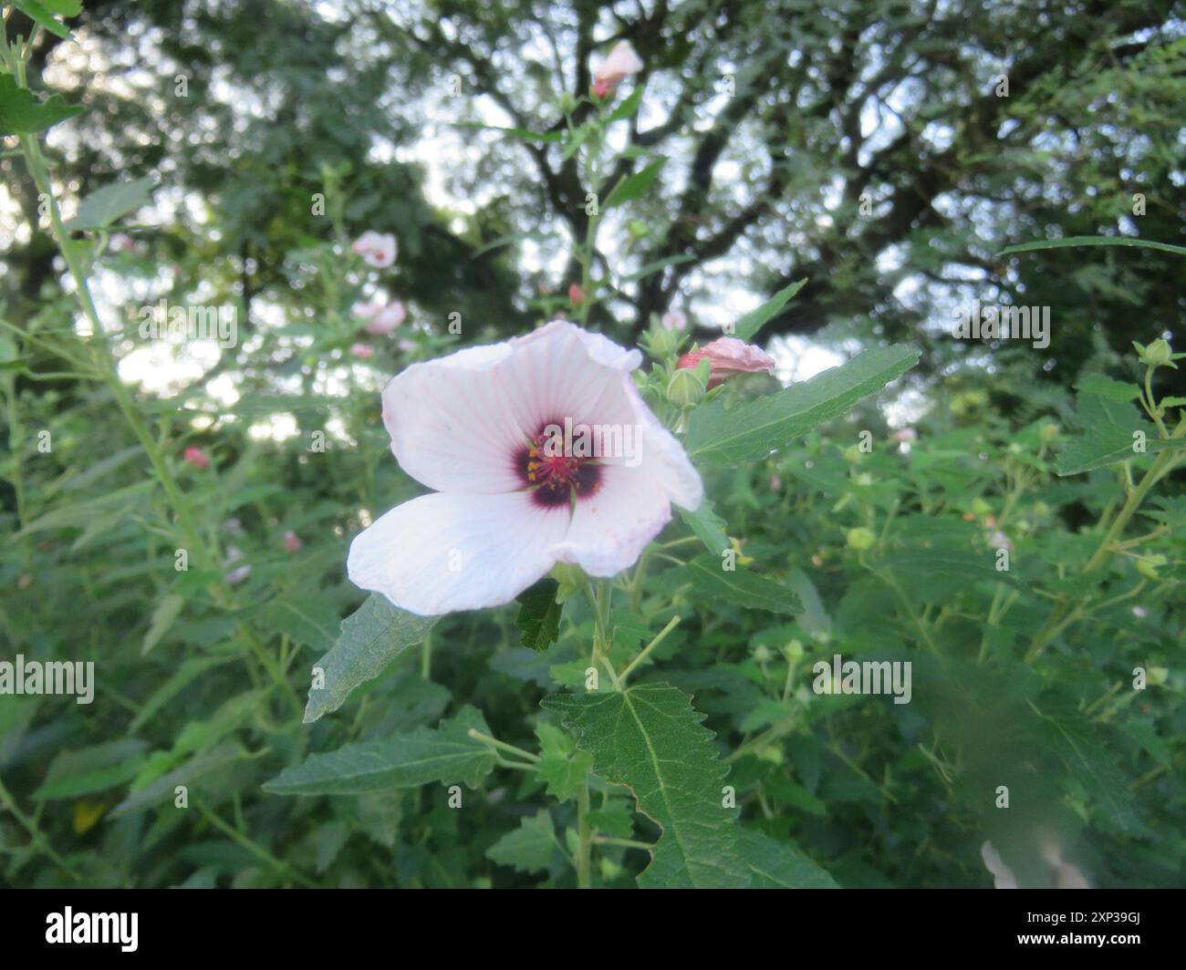 Spearleaf Swampmallow (Pavonia hastata) Plantae Stock Photo - Alamy