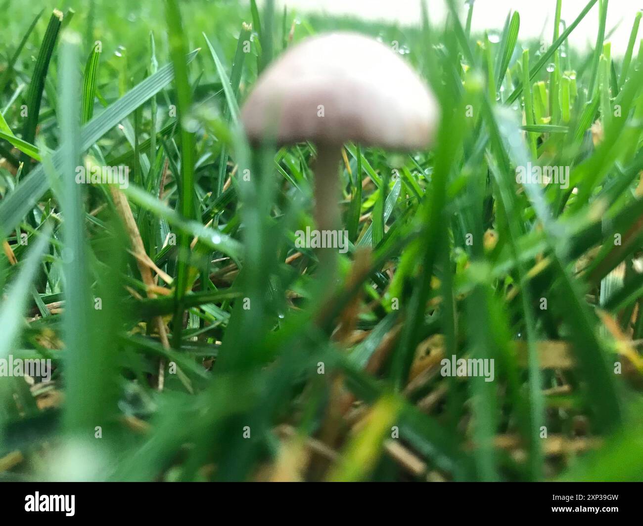 Mower's Mushroom (Panaeolus foenisecii) Fungi Stock Photo - Alamy