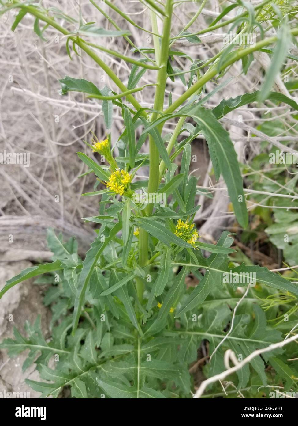 London rocket (Sisymbrium irio) Plantae Stock Photo - Alamy