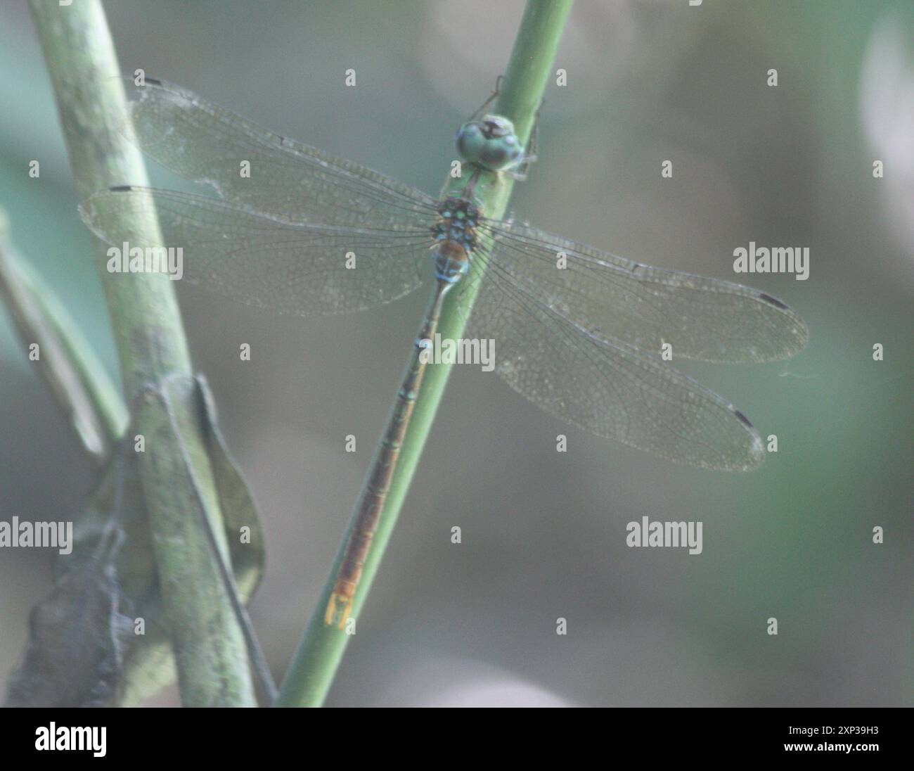 Golden-tipped Darner (Gynacantha tibiata) Insecta Stock Photo - Alamy