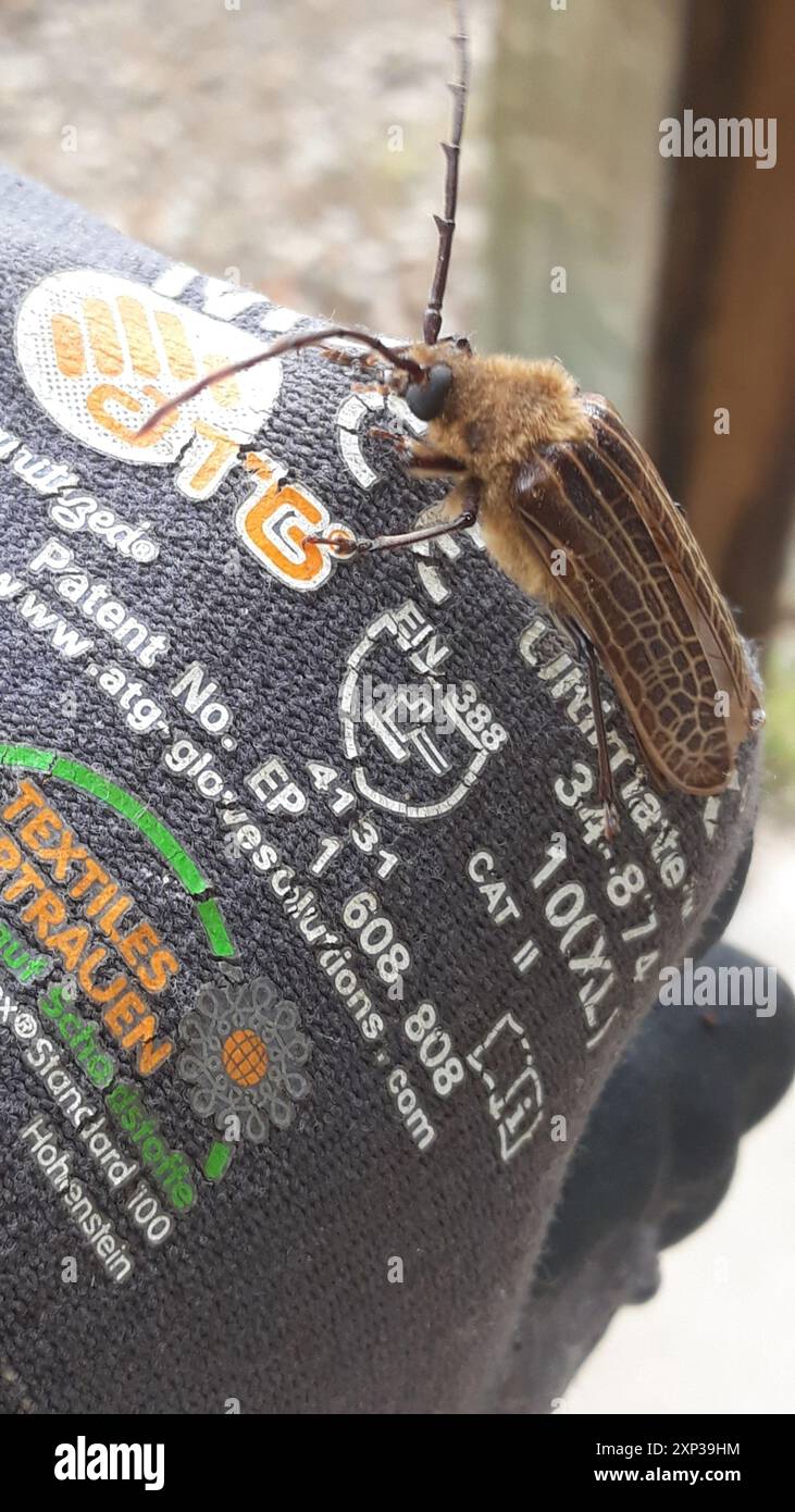 Huhu (Prionoplus reticularis) Insecta Stock Photo - Alamy