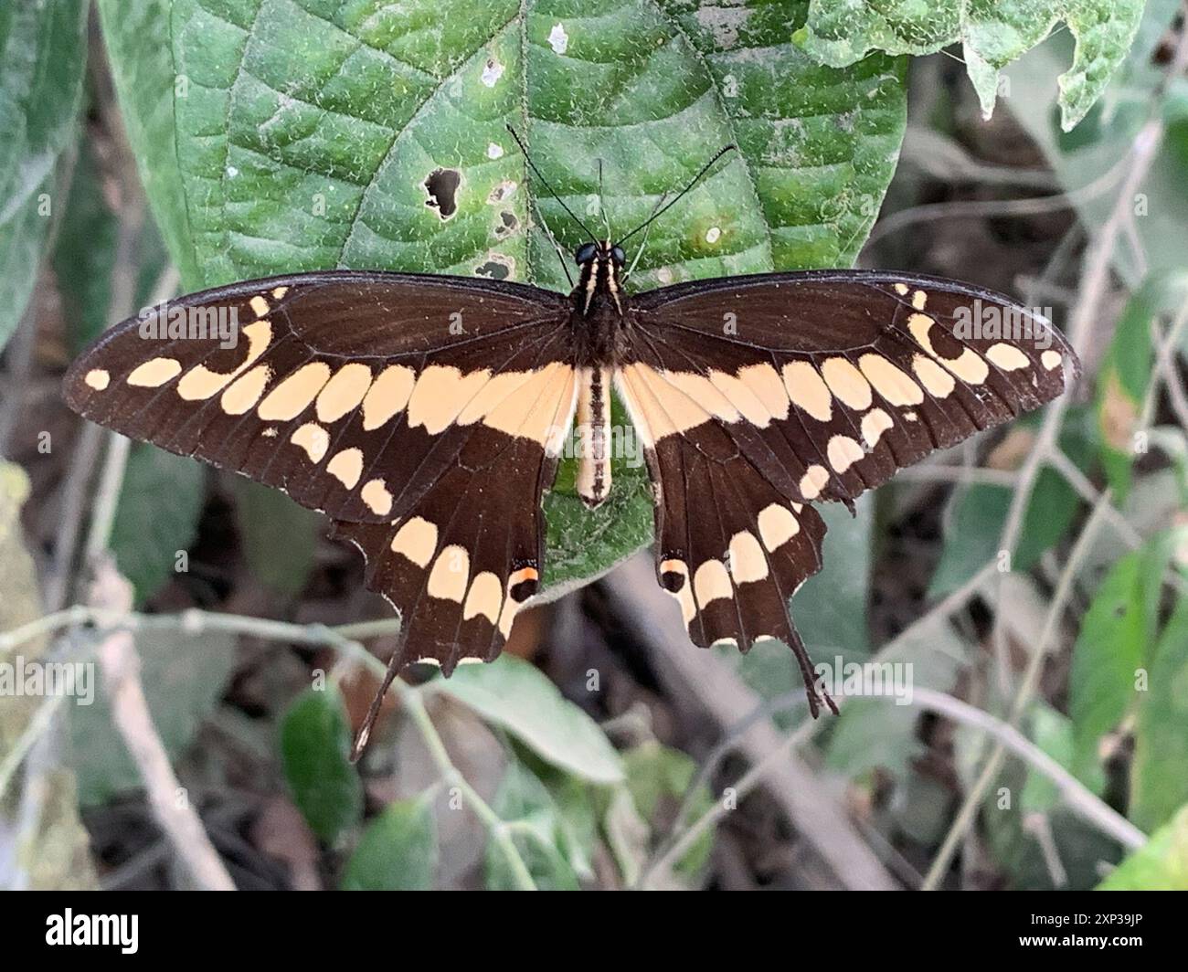 Western giant swallowtail hi-res stock photography and images - Alamy