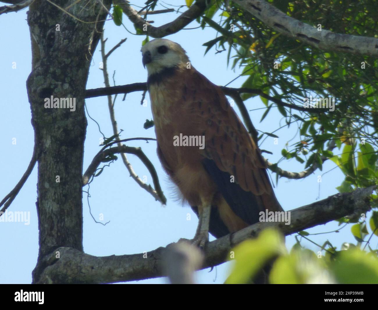 Black-collared Hawk (Busarellus nigricollis) Aves Stock Photo - Alamy