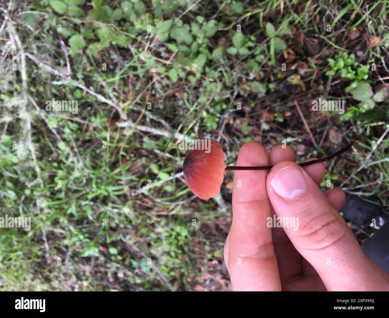 red pinwheel (Marasmius plicatulus) Fungi Stock Photo - Alamy