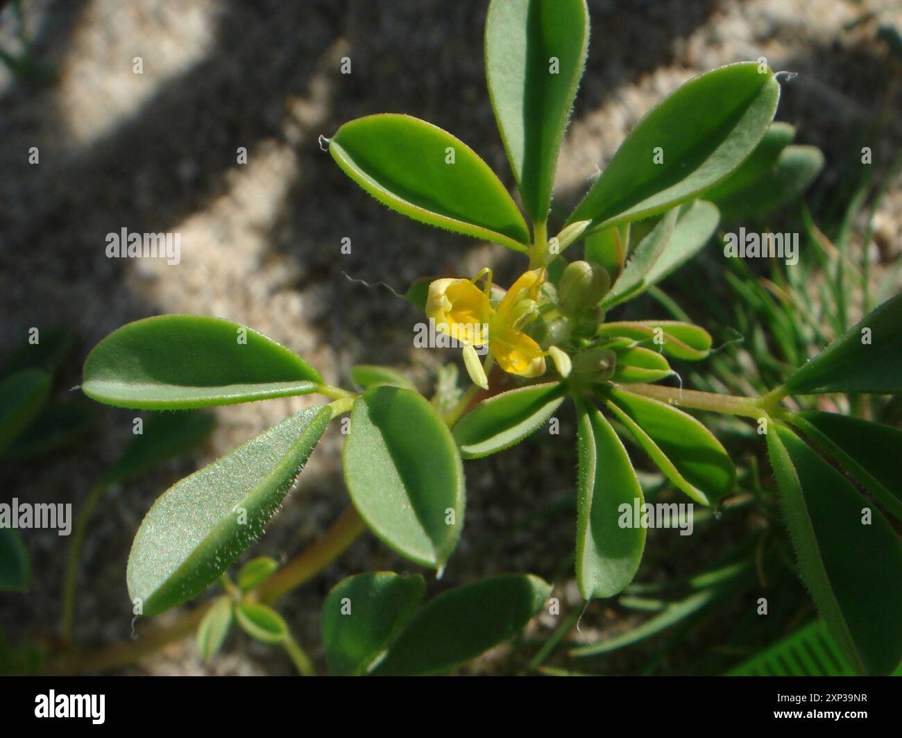 Mojave stinkweed (Cleomella obtusifolia) Plantae Stock Photo - Alamy