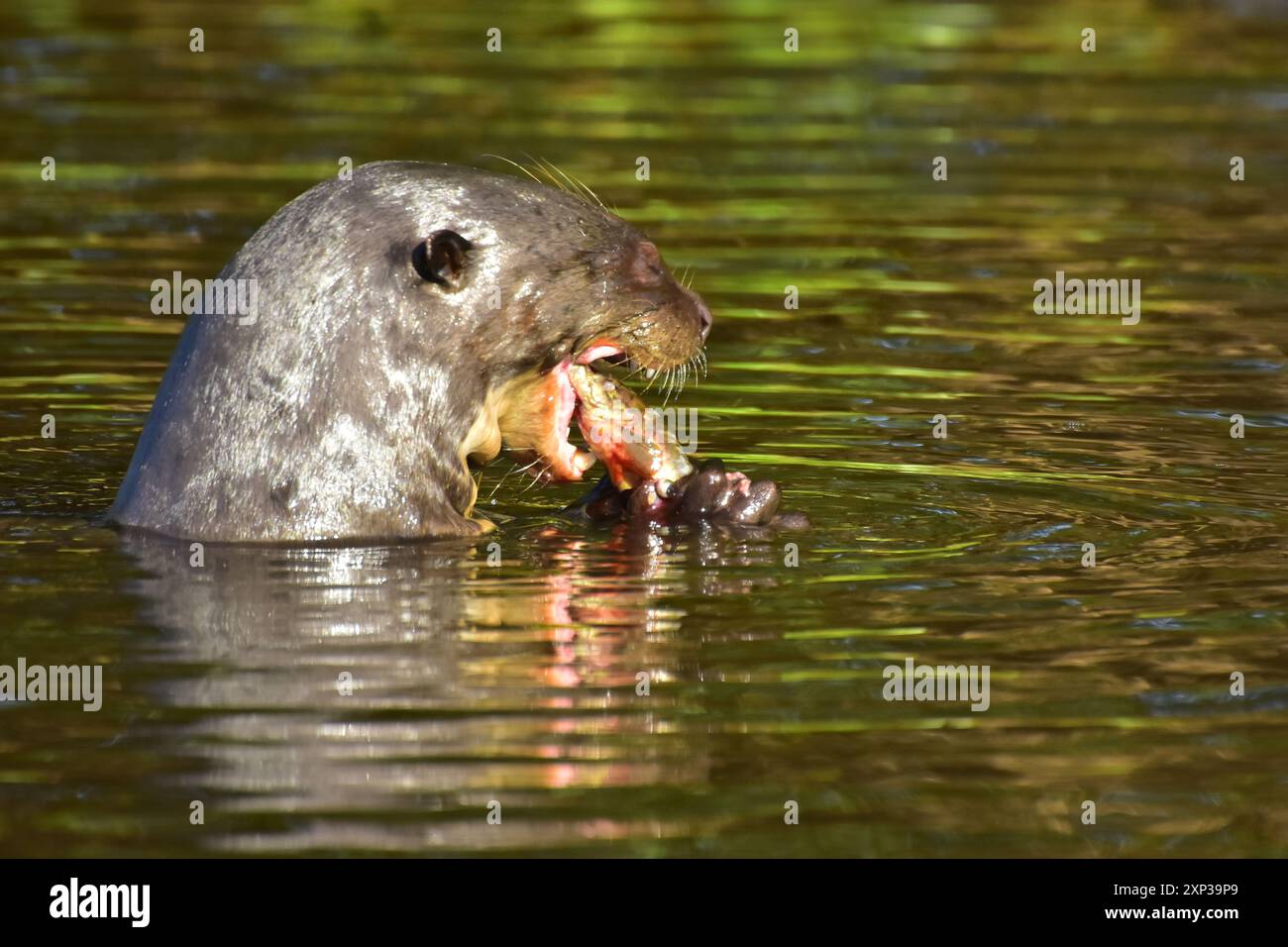 Giant Otter eating fish at Corixo Negro, Meeting of Waters Park ...
